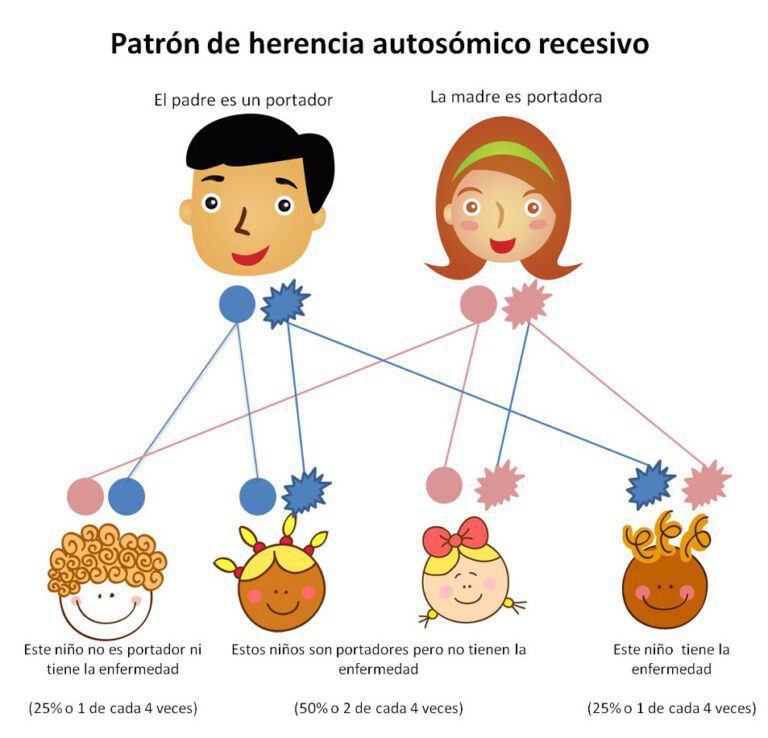 Test de Portadores de enfermedades recesivas | IN VITRO Buenos Aires